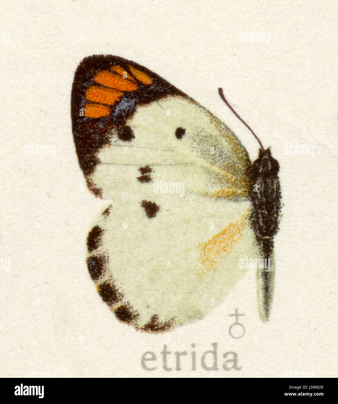 Colotis hi-res stock photography and images - Alamy