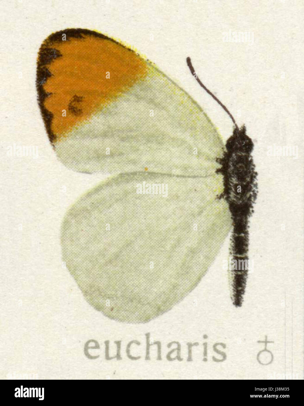 Colotis hi-res stock photography and images - Alamy