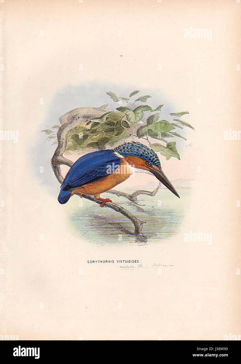 Corythornis vintsioides is a species of kingfisher, also known as the ...