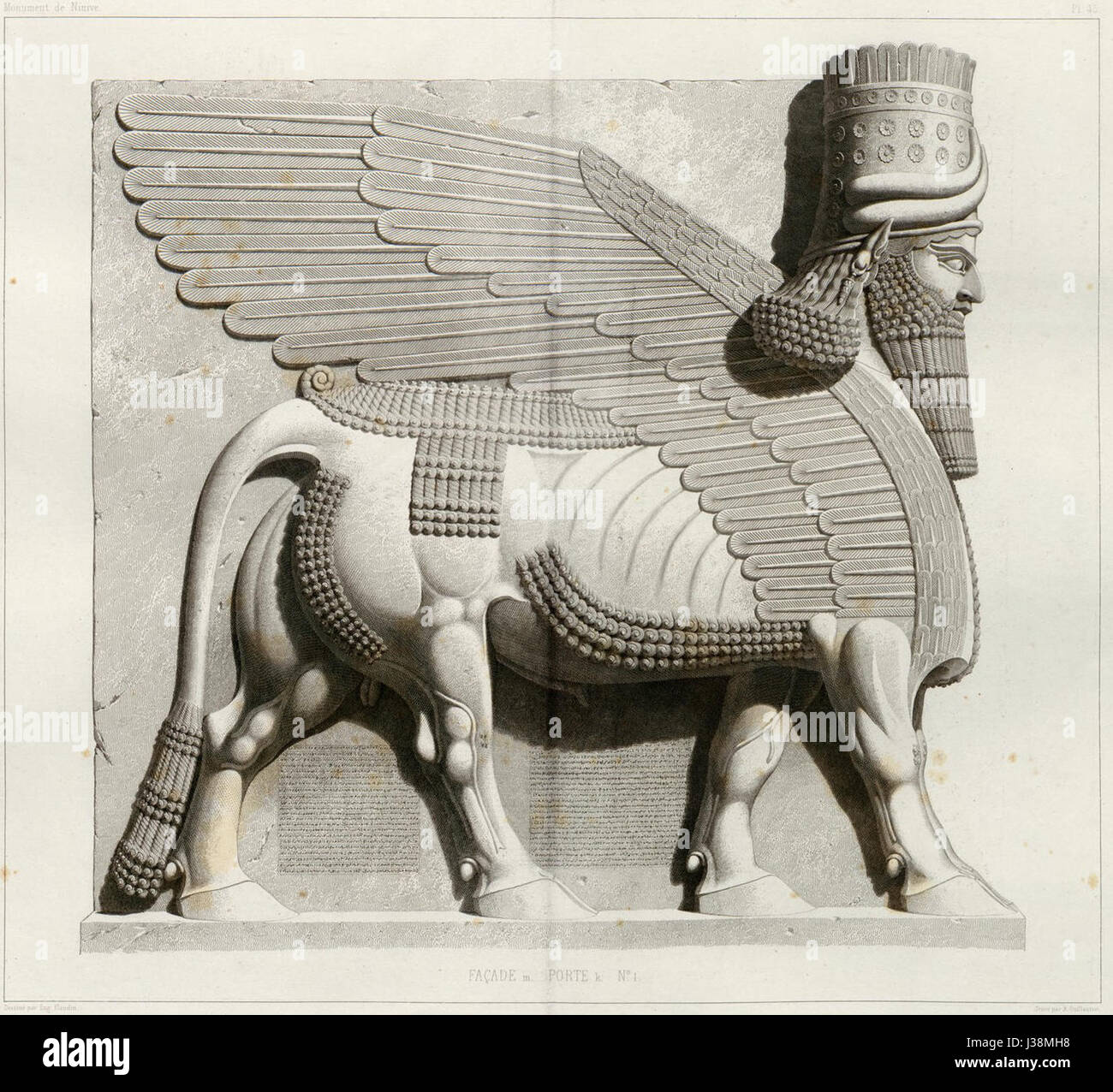 Stier hi-res stock photography and images - Alamy