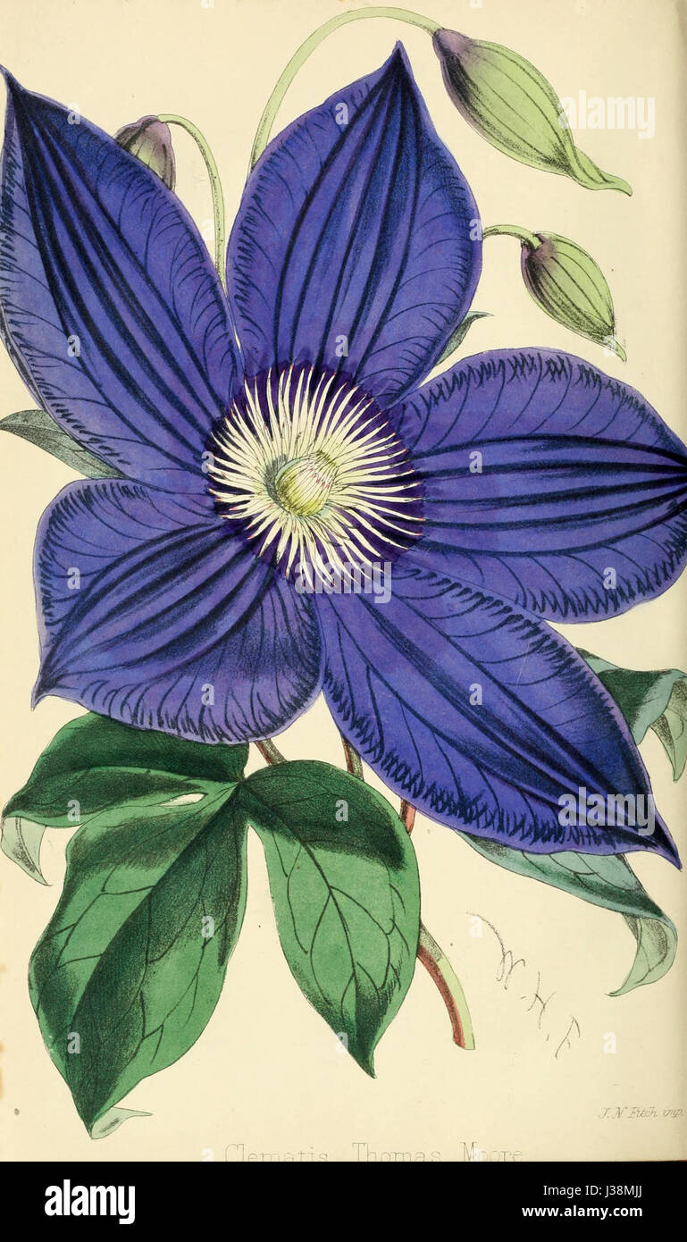 Clematis 'Thomas Moore' is a popular cultivar of flowering plant, known ...