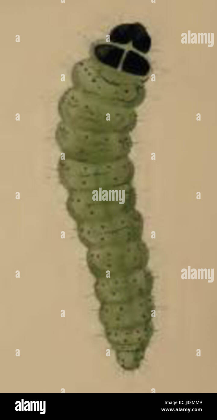 The larva of Depressaria artemisiae is the early developmental stage of ...