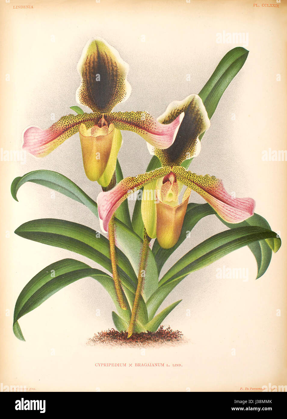 Cypripedium godseffianum is a species of orchid native to North America ...