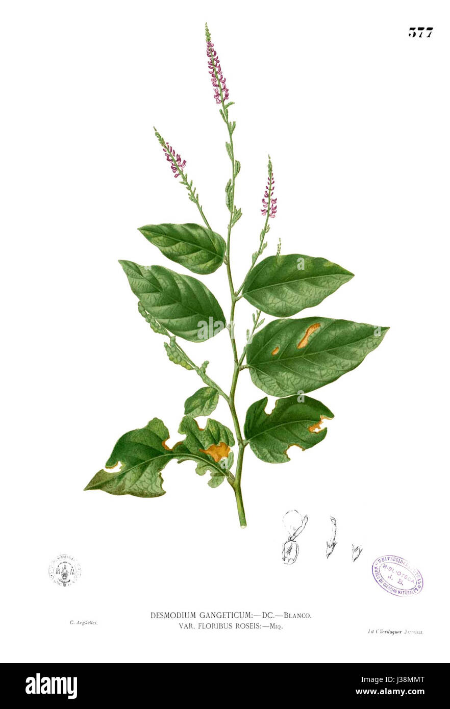 Desmodium gangeticum, commonly known as the Ganges River desmodium, is ...