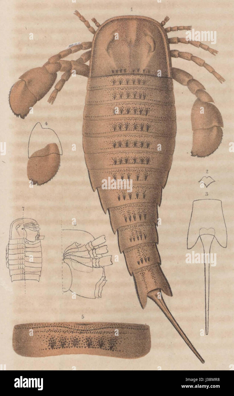 Remipede hi-res stock photography and images - Alamy