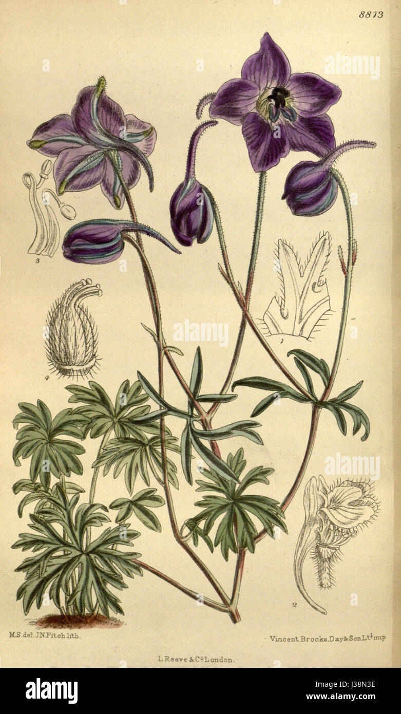 Delphinium anatomy hi-res stock photography and images - Alamy