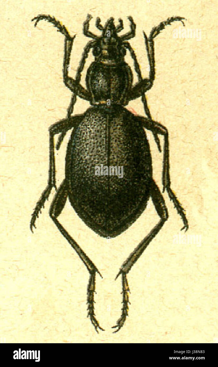 Caraboides hi-res stock photography and images - Alamy