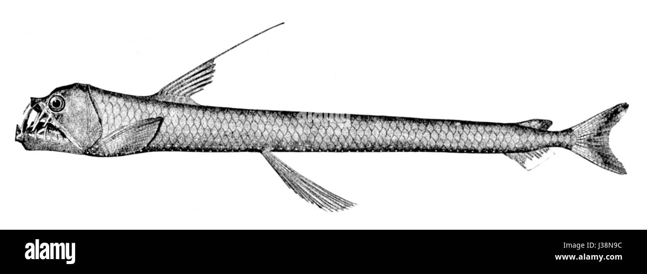 Sloan's hi-res stock photography and images - Alamy