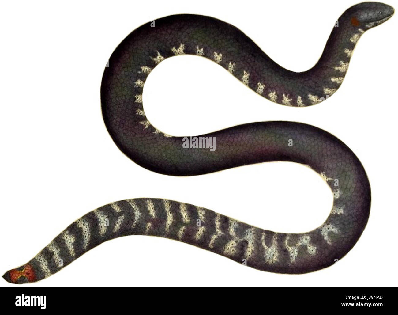 Cylindresplendens Wagler, commonly known as the Resplendent Cylindrical ...