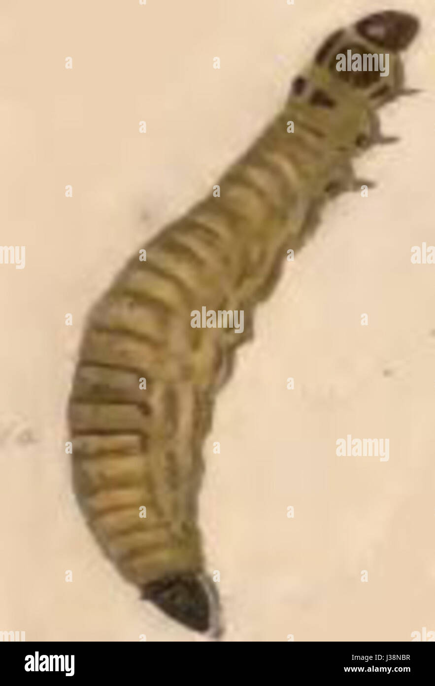 Coleophora violacea is a species of moth whose larvae feed on various ...