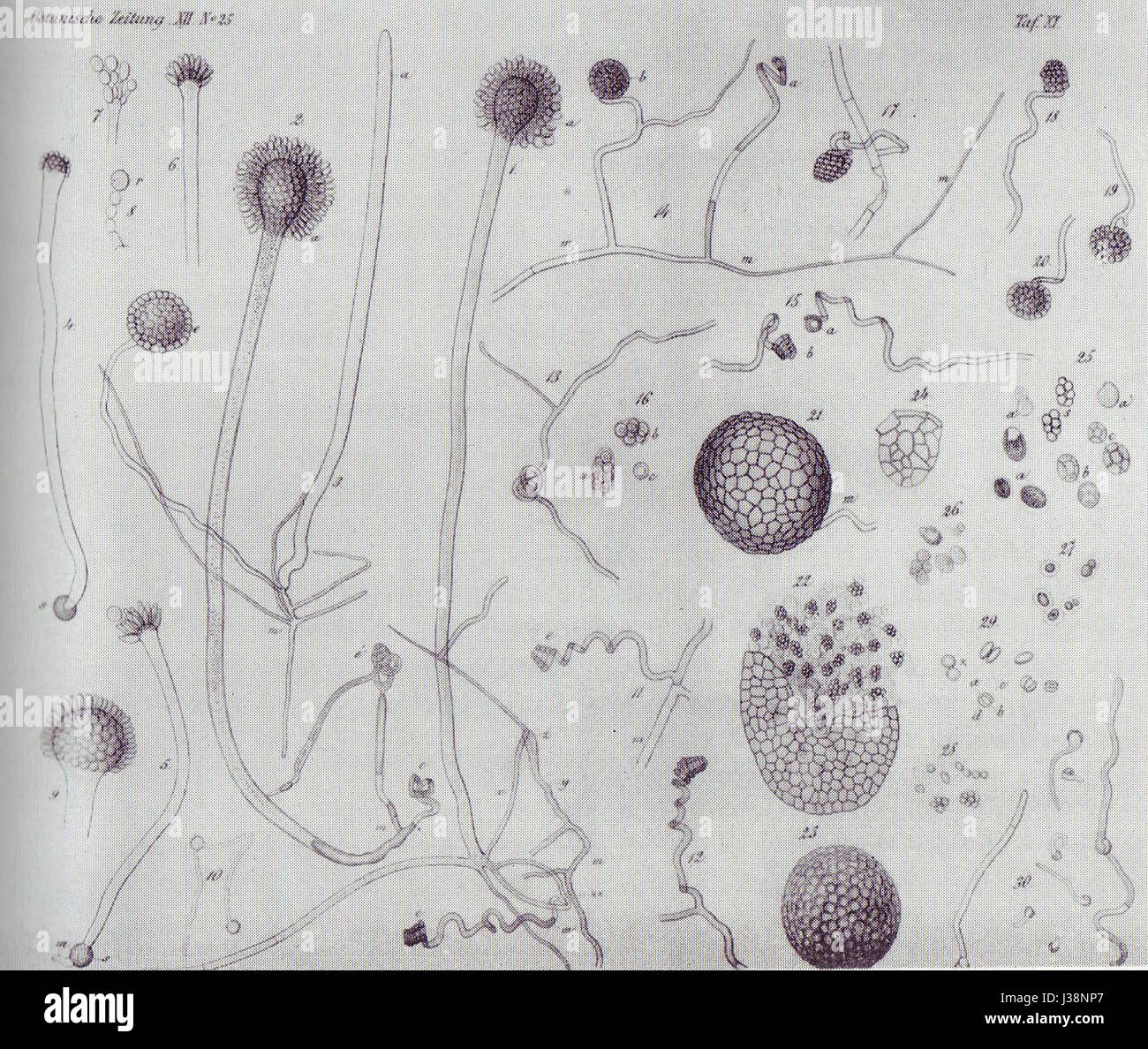 De Bary Aspergillus glaucus Development Stock Photo - Alamy