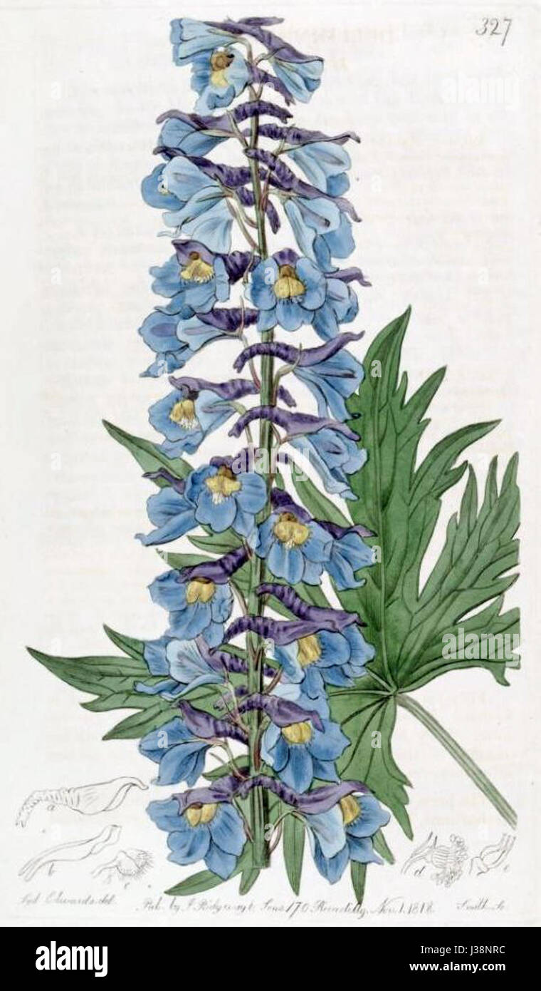 Delphinium cuneatum hi-res stock photography and images - Alamy
