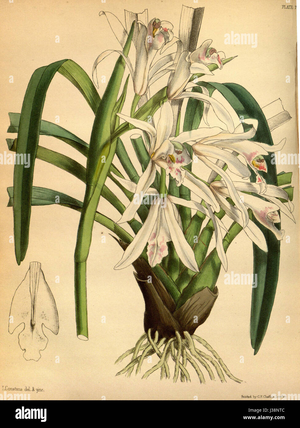 Cymbidium mastersii is a species of orchid, known for its beautiful ...