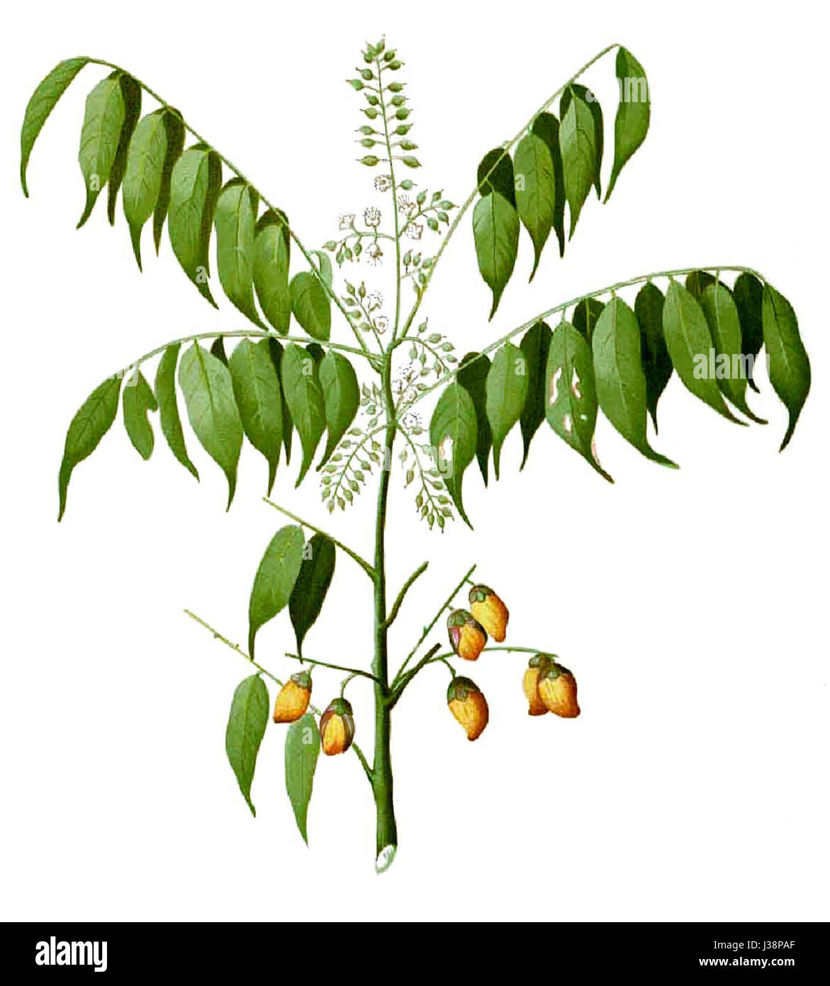 Connarus paniculatus, a species of flowering plant in the family ...