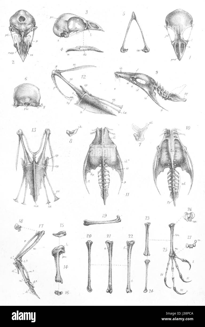 Historical skeleton Cut Out Stock Images & Pictures - Alamy