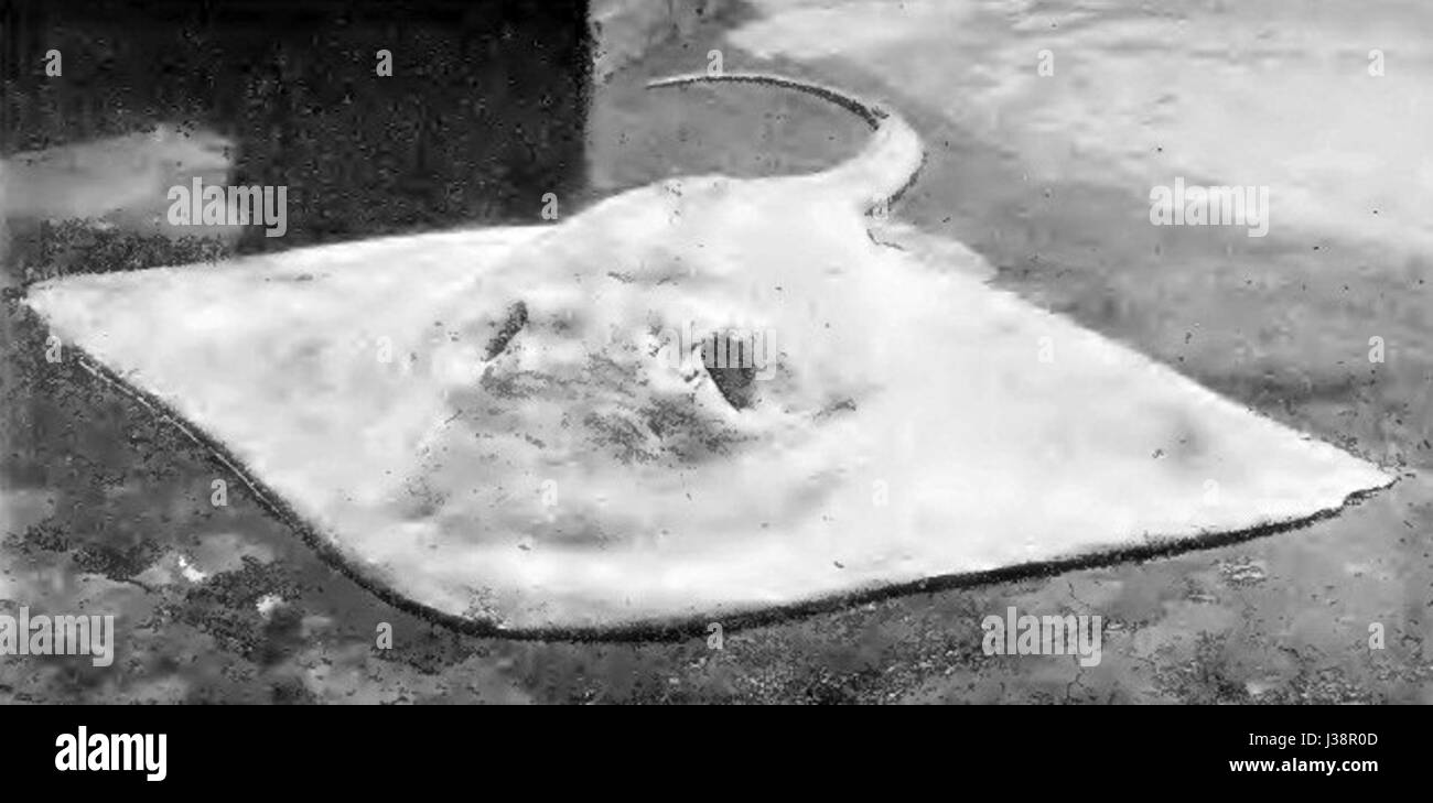 Dasyatis microps holotype Stock Photo - Alamy