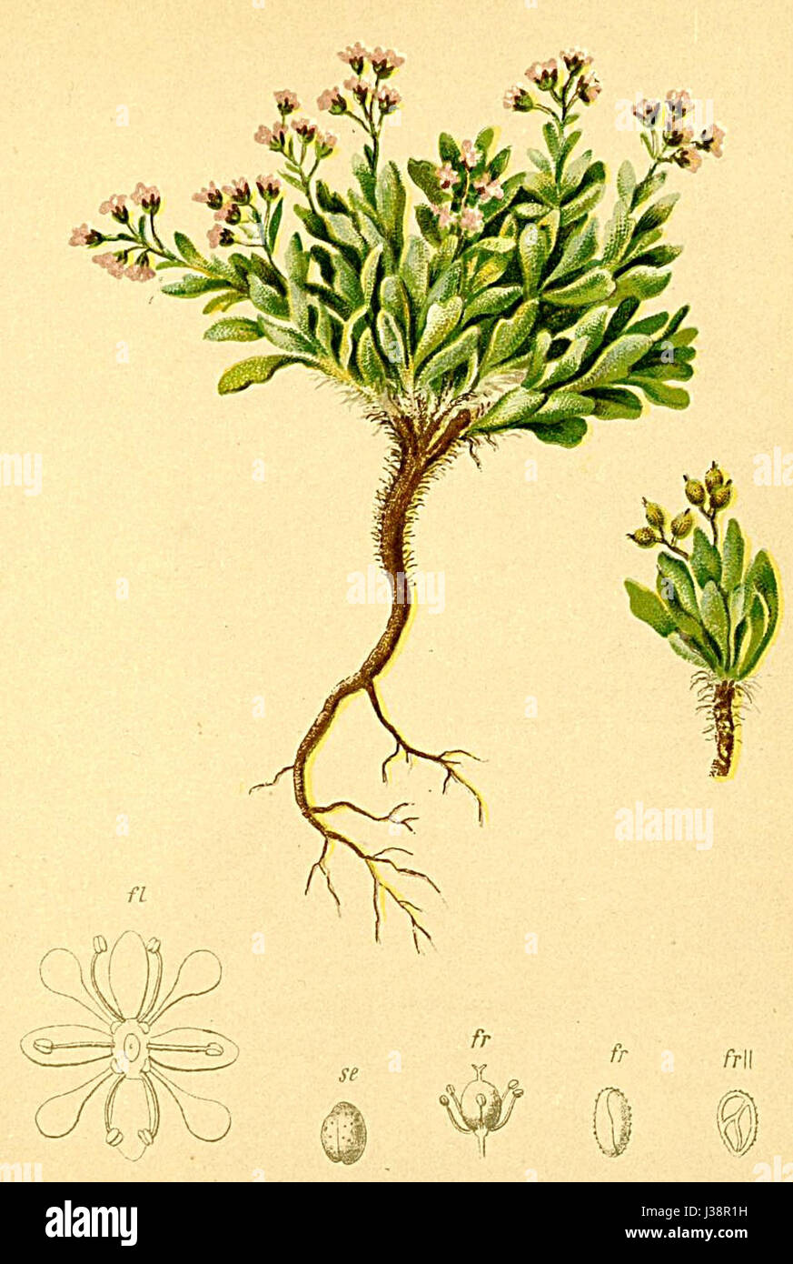 Cochlearia officinalis, also known as the common scurvy grass, is a ...