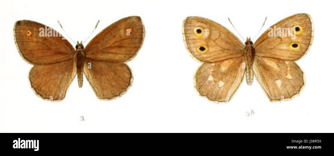 Chortobius hi-res stock photography and images - Alamy