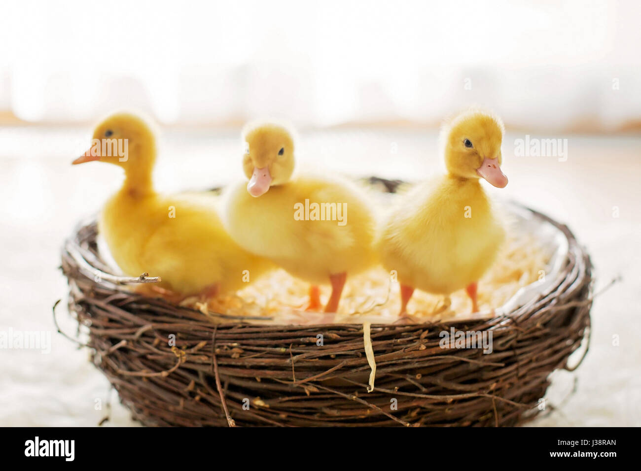 Three little ducklings in a nest, isolated image, back light Stock ...