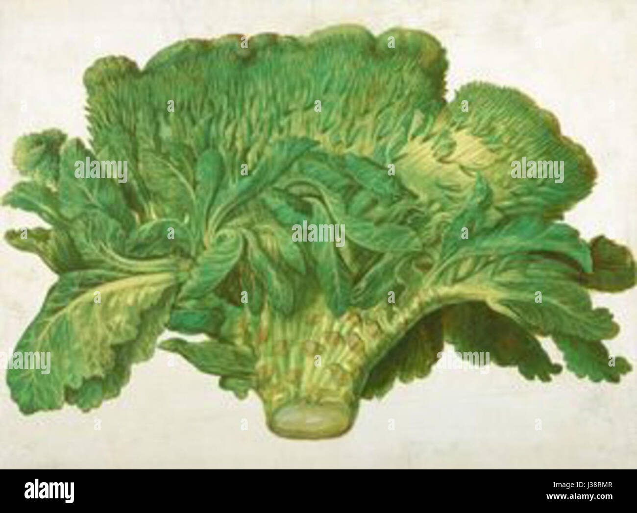 Deformed broccoli is a variety of broccoli that displays unusual growth ...