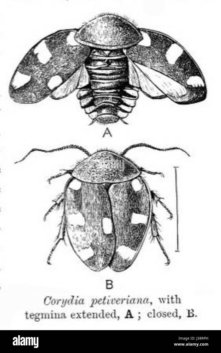 Indian domino cockroach therea petiveriana hi-res stock photography and ...