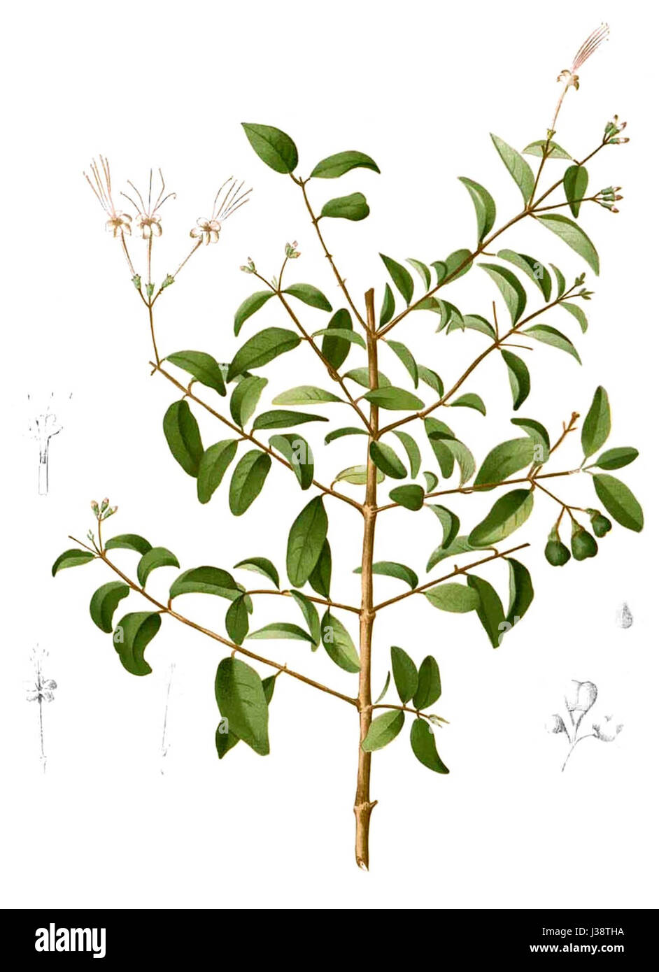 Clerodendrum inerme Blanco1.224 cropped Stock Photo - Alamy