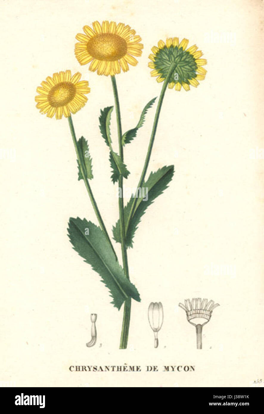 Coleostephus hi-res stock photography and images - Alamy