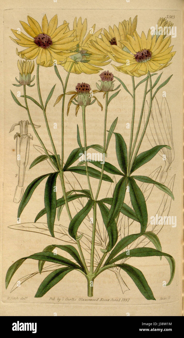 Coreopsis Tripteris High Resolution Stock Photography and Images - Alamy