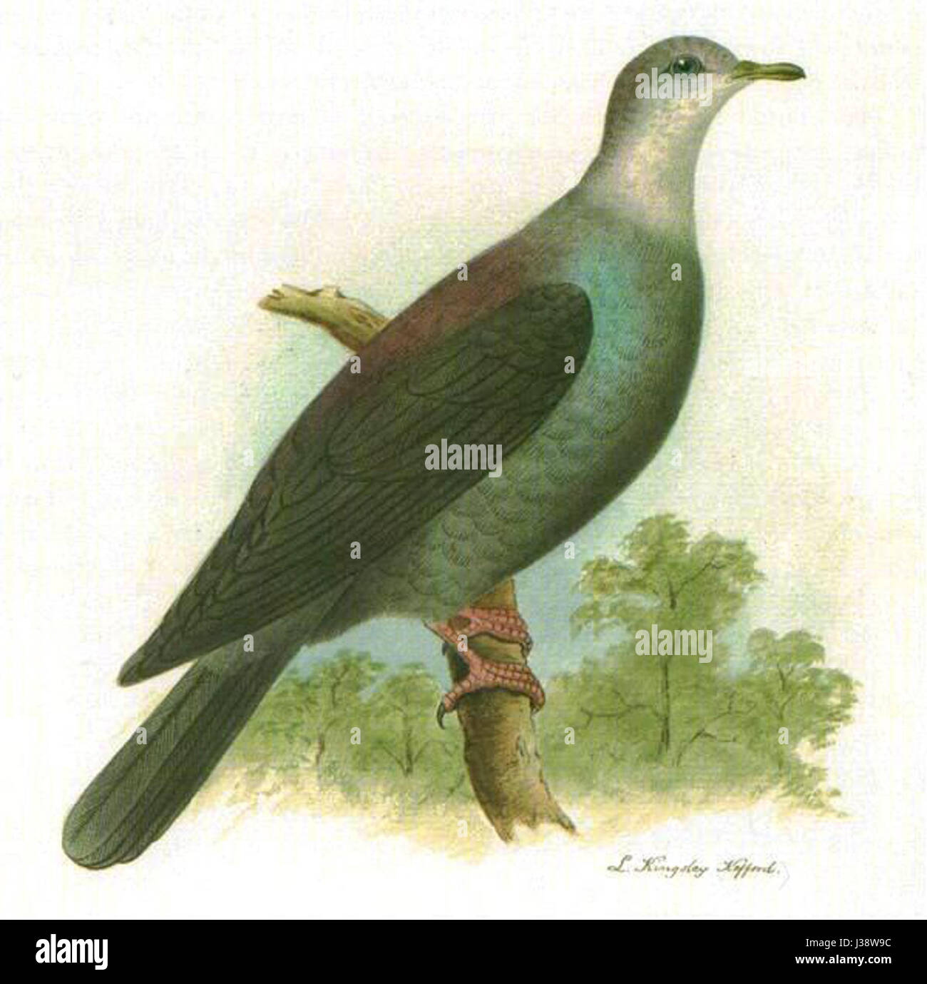 Book of columba hi-res stock photography and images - Alamy