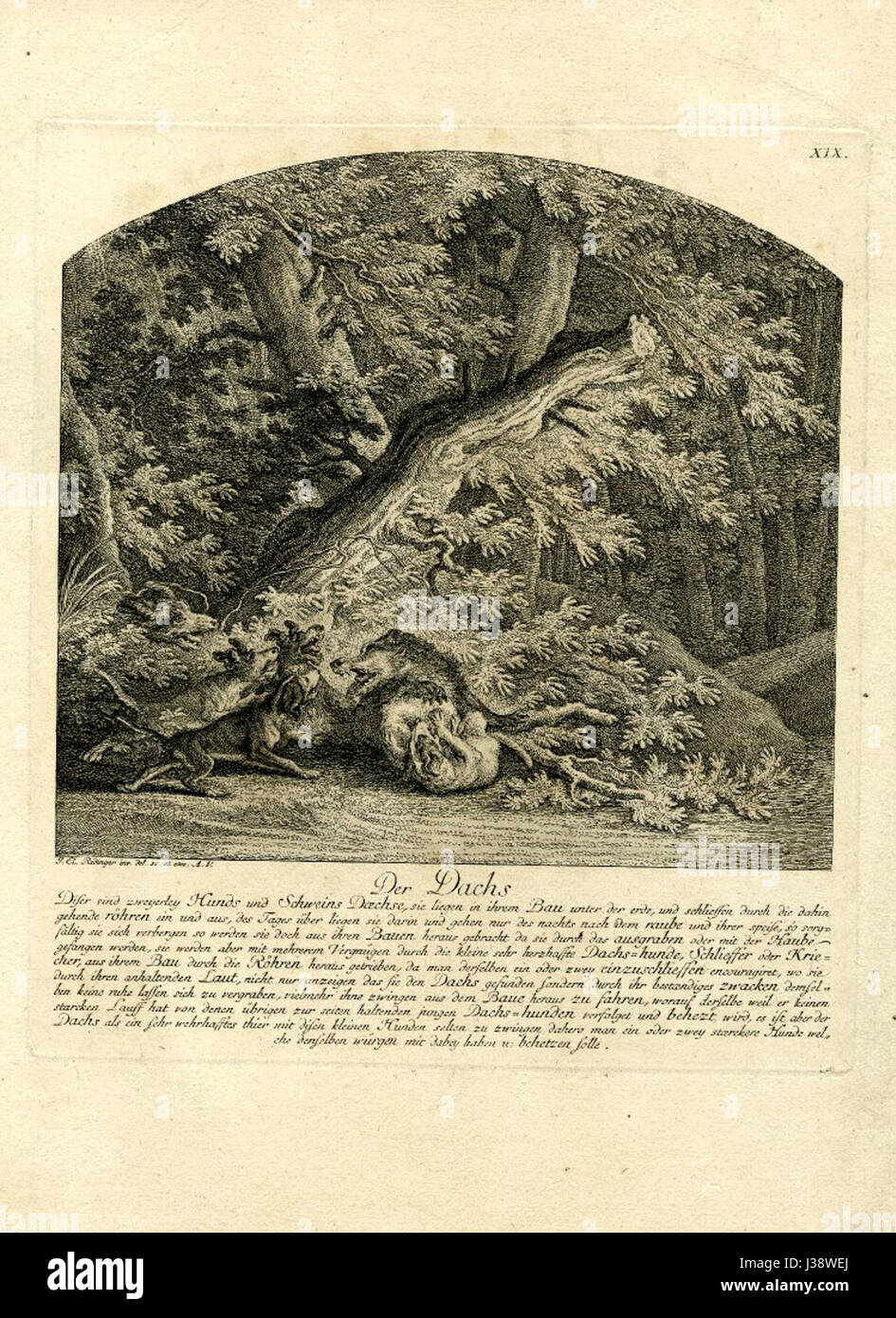 This illustration by Ridinger depicts various species of animals ...