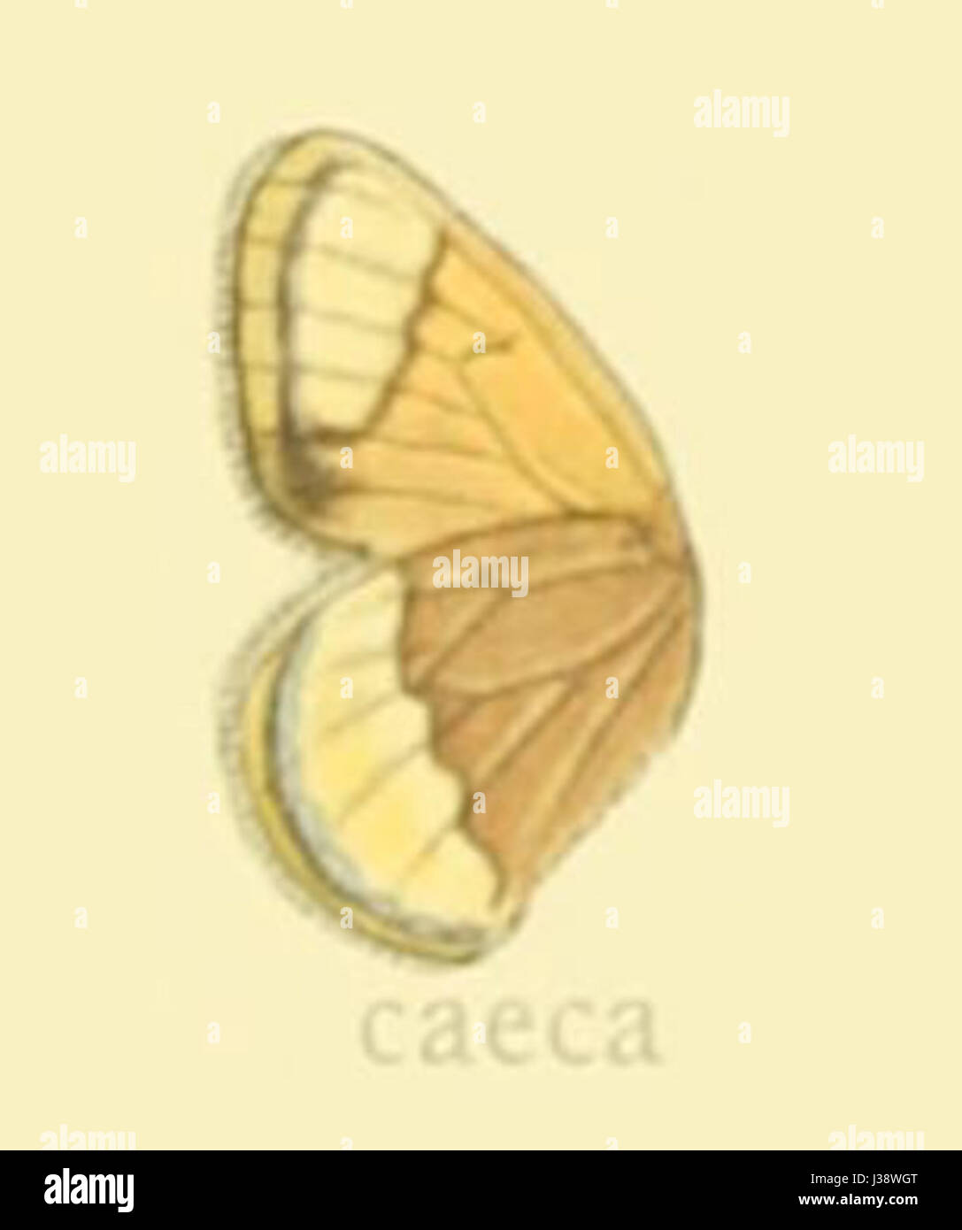 Coenonympha dorus ab. caeca Seitz Stock Photo - Alamy