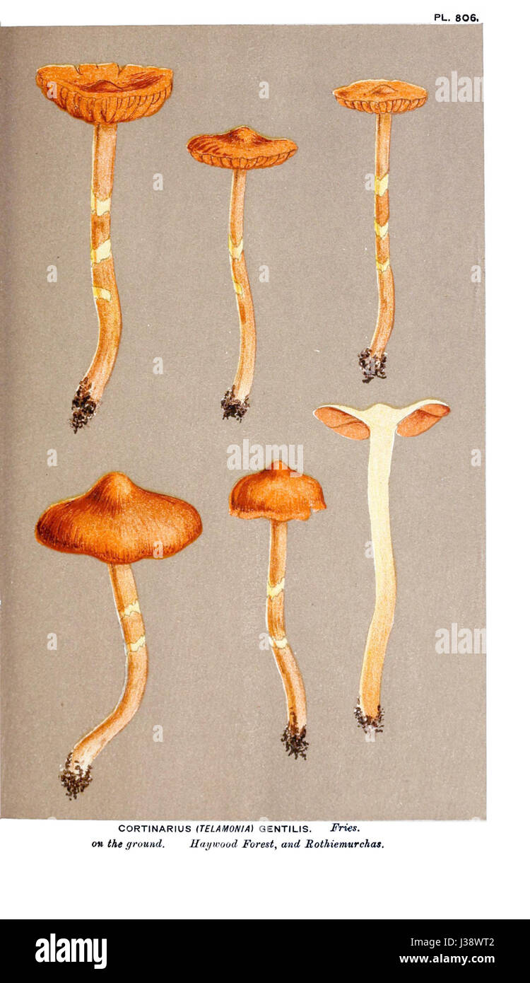 'Illustrations of British Fungi' by Cooke is a detailed botanical guide ...