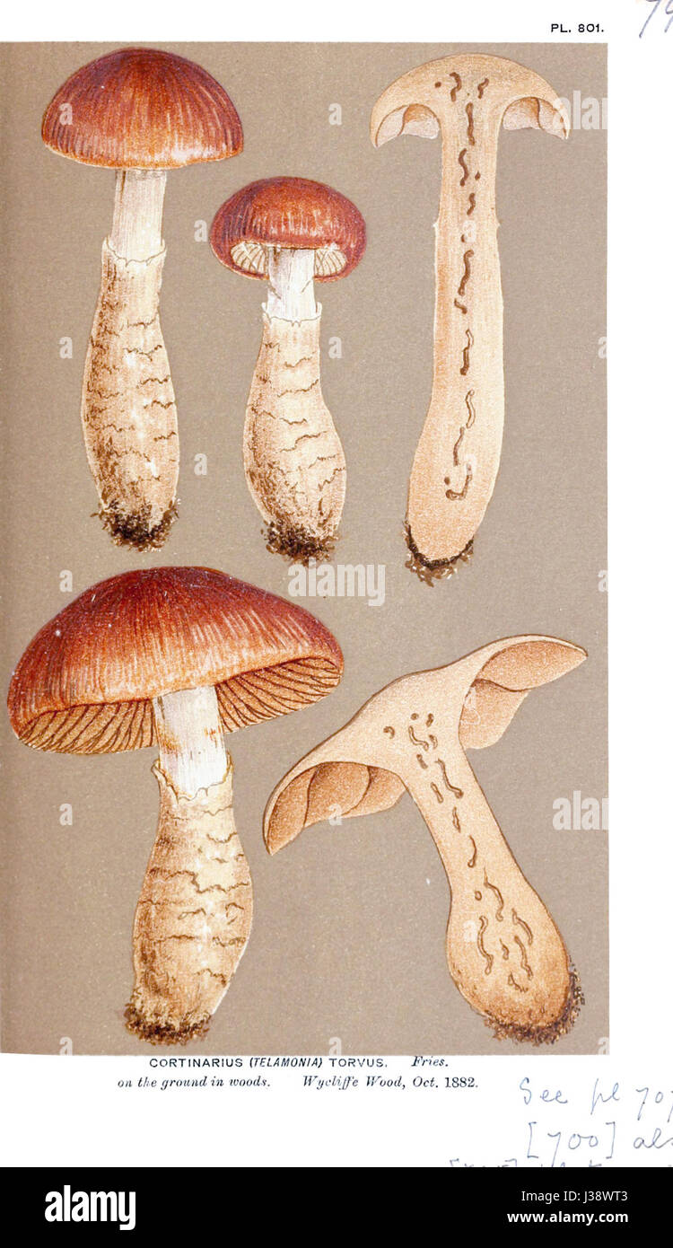 Britain fungi hi-res stock photography and images - Alamy