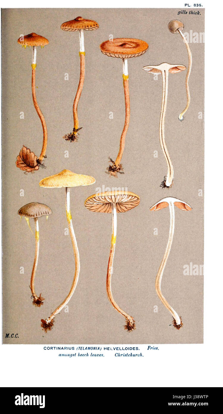 Illustrations of british fungi hi-res stock photography and images - Alamy