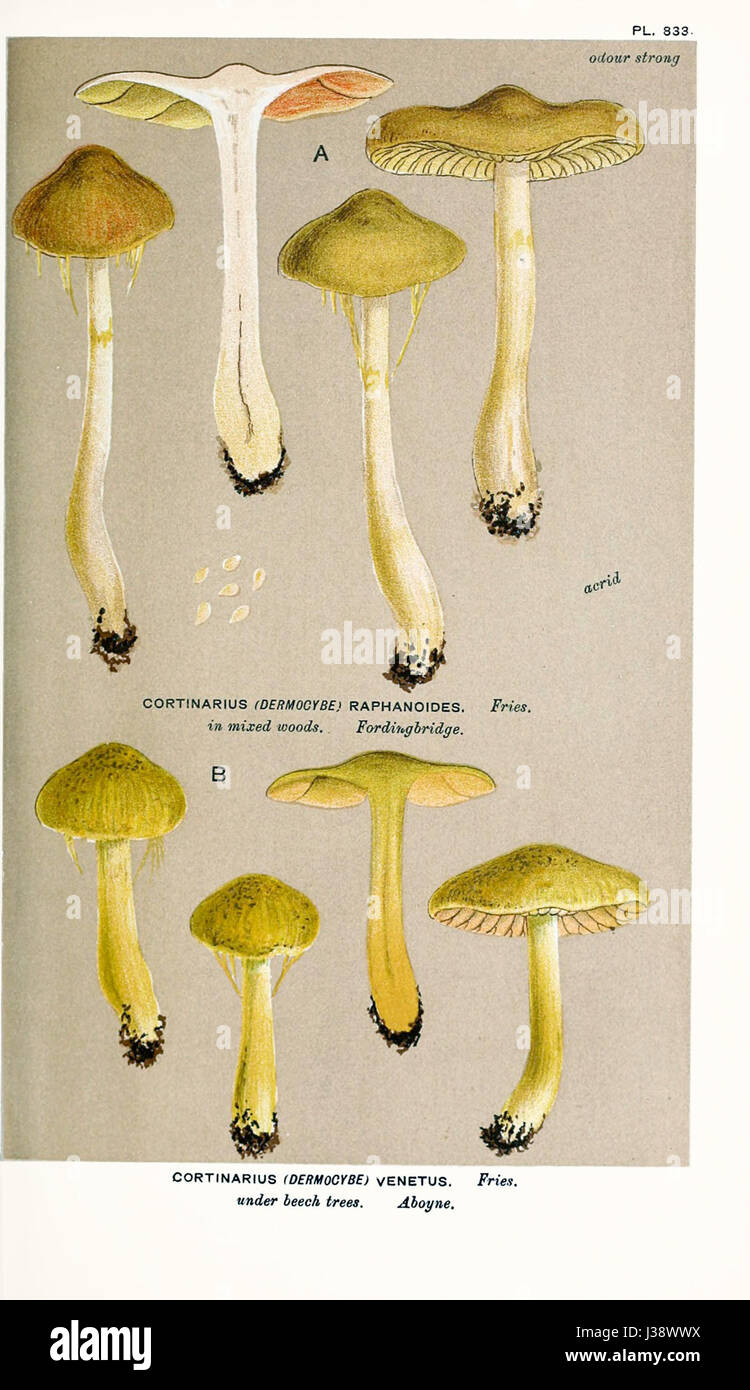 Various illustrations of fungi hi-res stock photography and images - Alamy