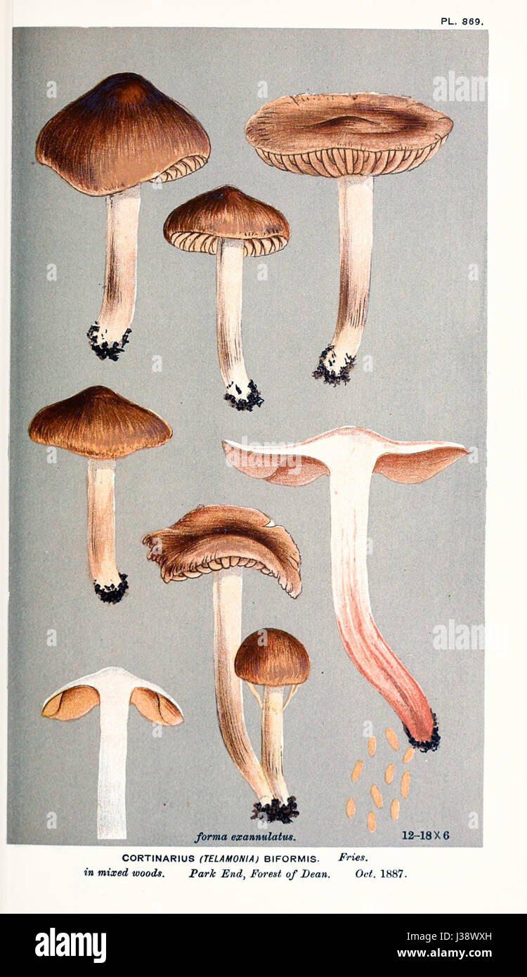 Cooke's Illustrations of British Fungi, plate 869, presents a detailed ...