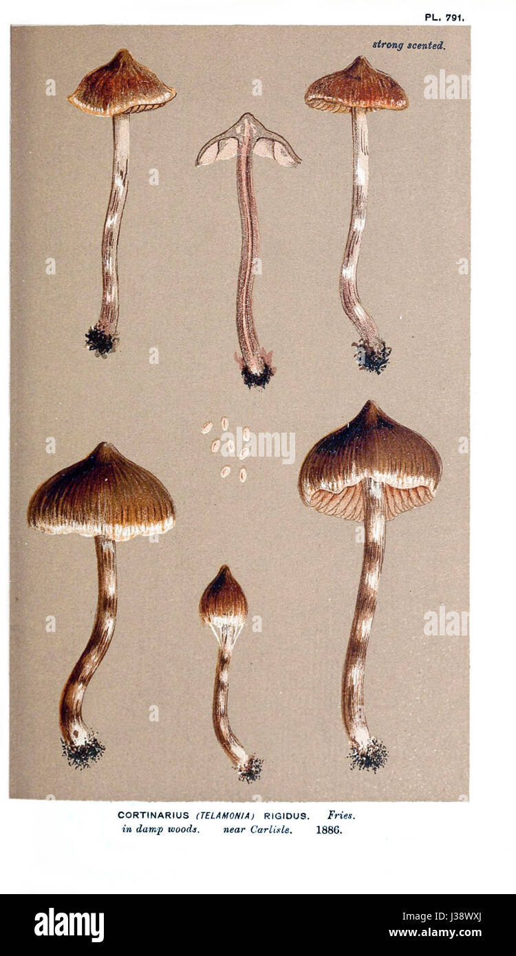 Cooke's 'Illustrations of British Fungi Pl. 79' showcases detailed ...