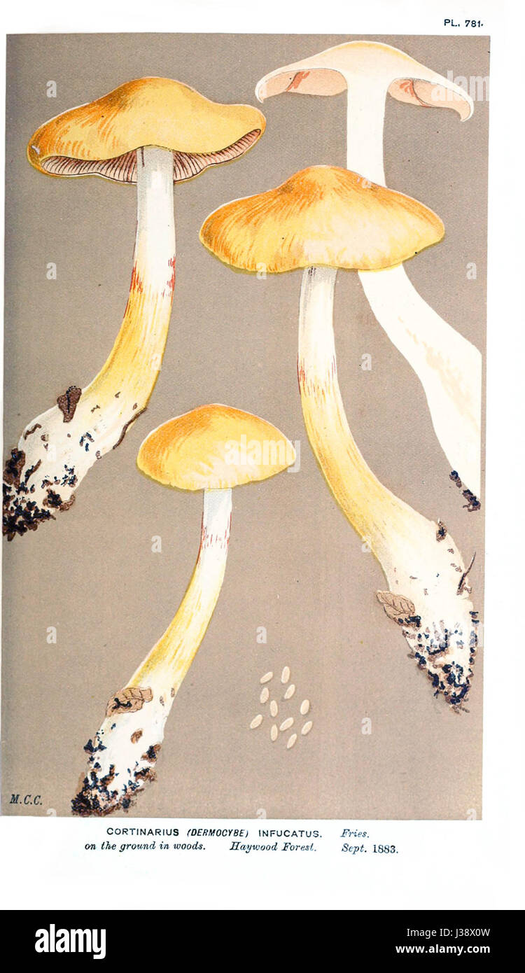 Illustrations of british fungi hi-res stock photography and images - Alamy