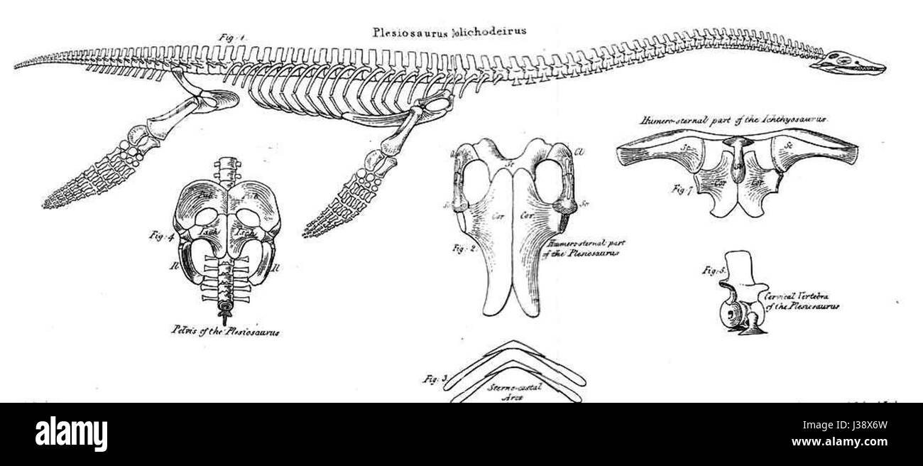 Plesiosaur Skull Drawing