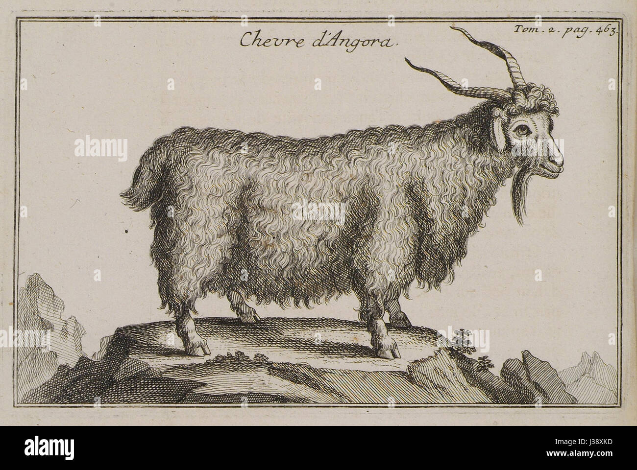 Image depicting Chevre d'Angora, the Angora goat species, as described ...