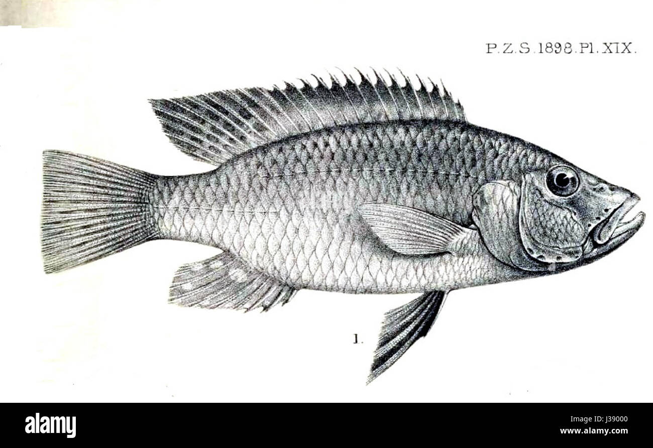 Chetia hi-res stock photography and images - Alamy