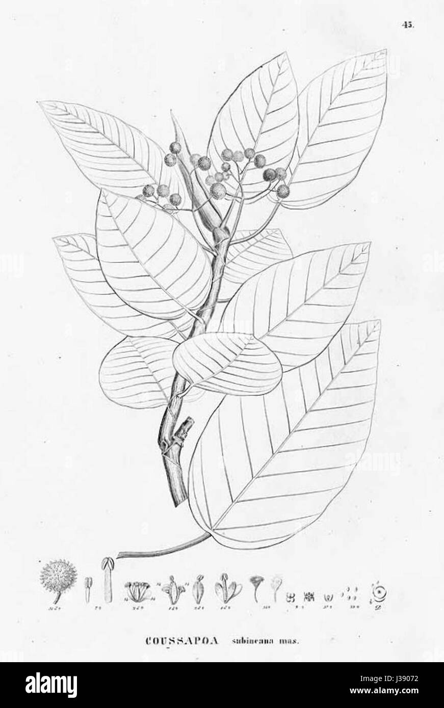 Native species of south america Black and White Stock Photos & Images ...