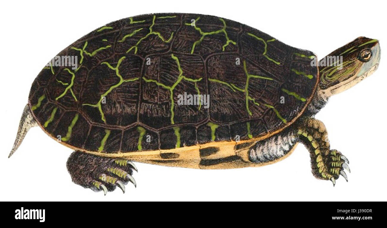 Deirochelys reticulariaHolbrookV1P07A flipped Stock Photo - Alamy