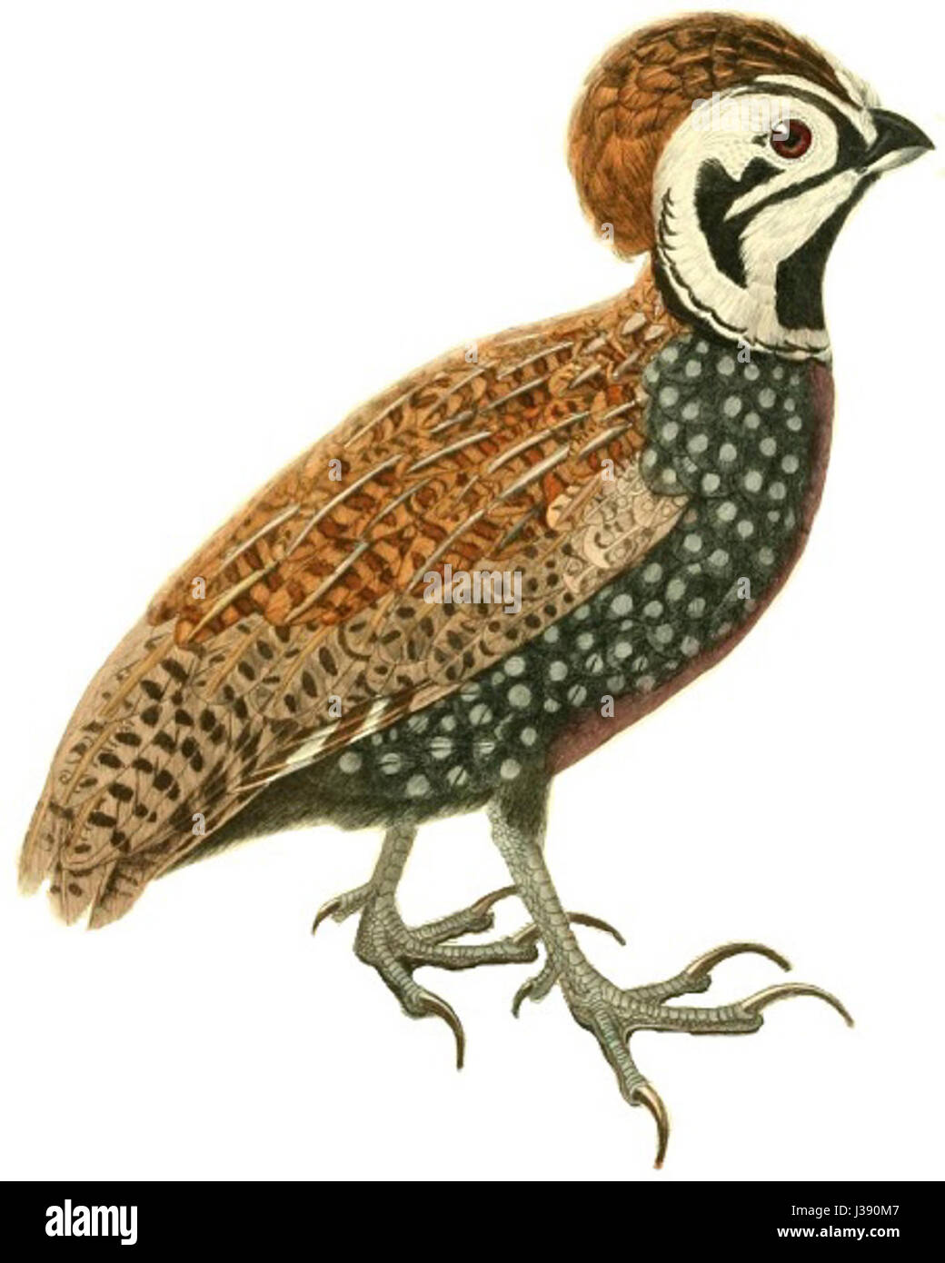 Cyrtonyx montezumae 1831 white background Stock Photo - Alamy