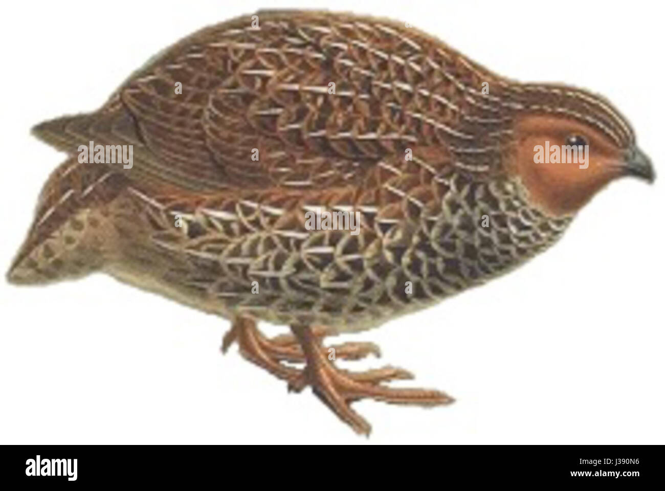The Coturnix novaezelandiae, or New Zealand quail, is a species of ...