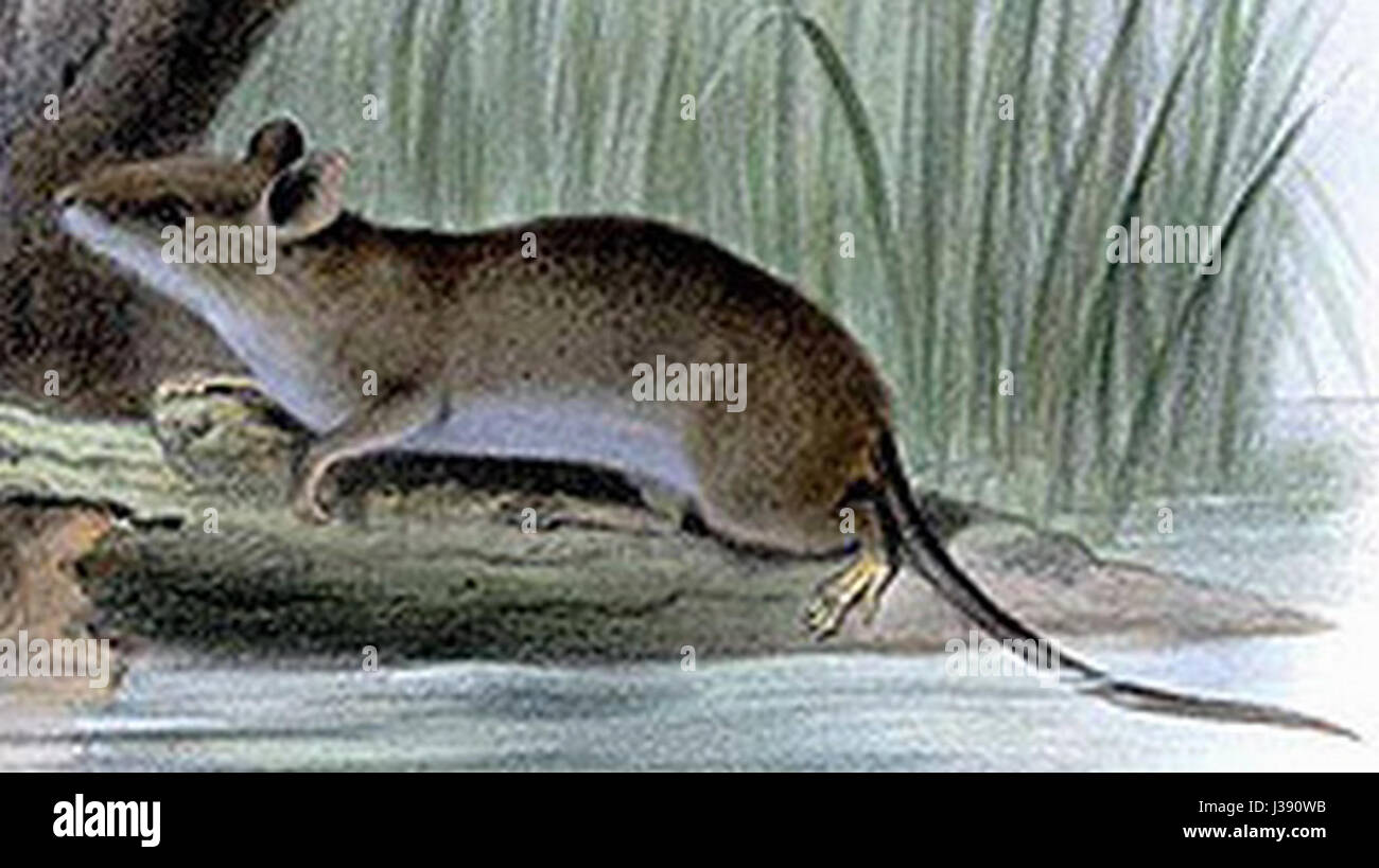 Diverse rodent species hi-res stock photography and images - Alamy