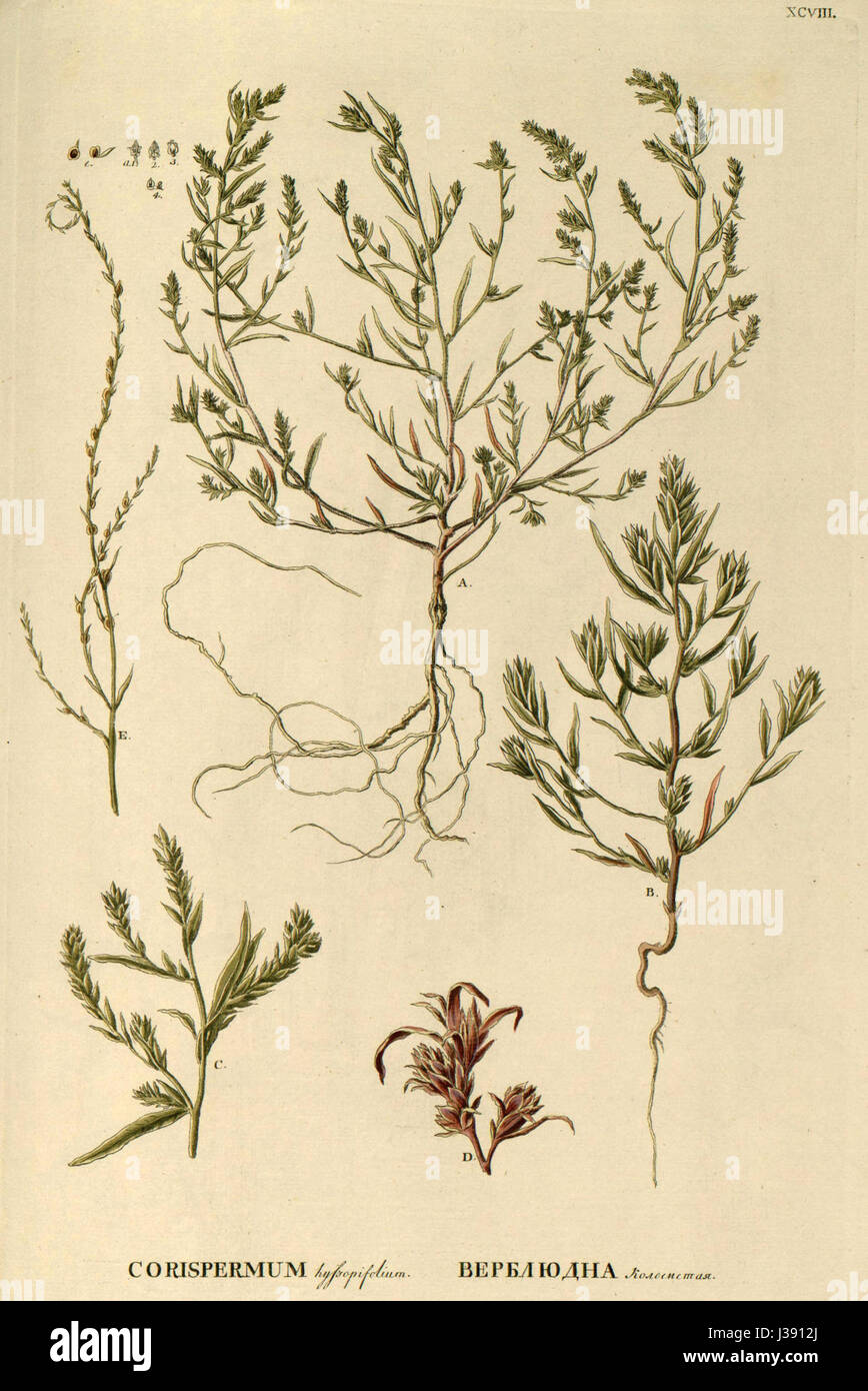 Corispermum hyssopifolium Flora Rossica Stock Photo - Alamy