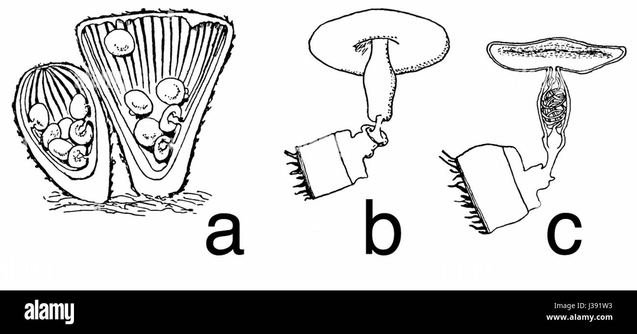 Cyathus striatus Buller Stock Photo - Alamy