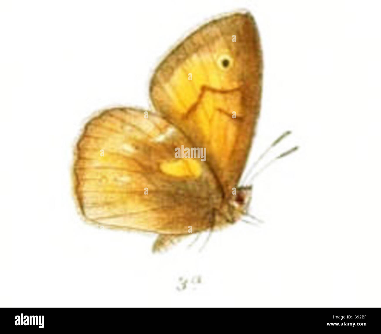 Understanding species classification Cut Out Stock Images & Pictures ...