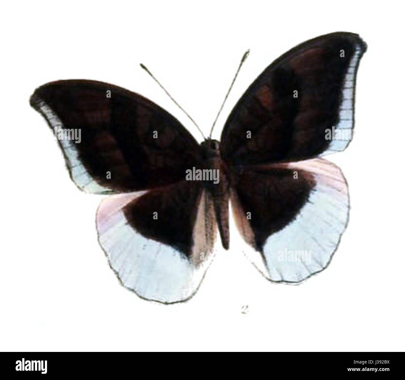 Growth features Cut Out Stock Images & Pictures - Alamy